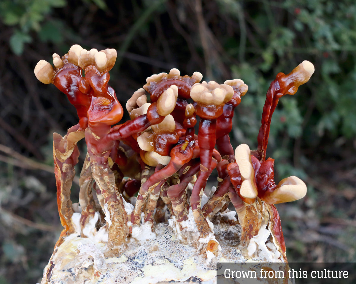 Reishi (Ganoderma Sessile) Mushroom Liquid Culture – The Mushroom Lab